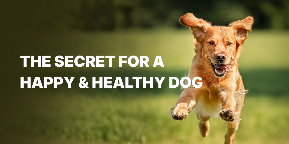 Gentle Dog Food
